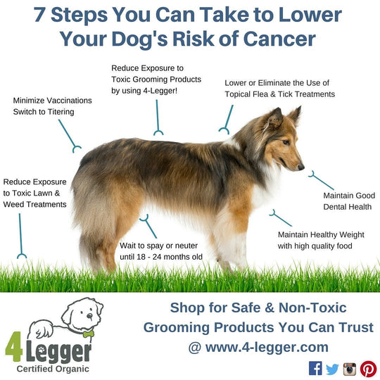 7 Steps You Can Take to Lower Your Dog's Risk of Cancer – 4-Legger