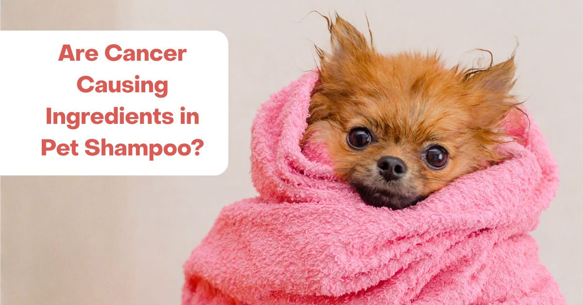 Are Cancer Causing Ingredients in Pet Shampoo? What to Avoid to Protec ...