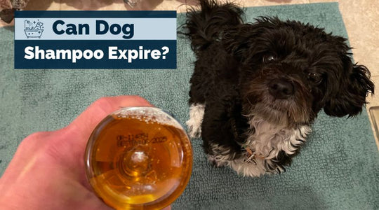 Can Dog Shampoo Expire? – 4-Legger