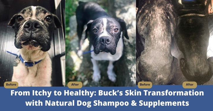 From Itchy to Healthy: Buck’s Skin Transformation with Natural Dog Sha ...