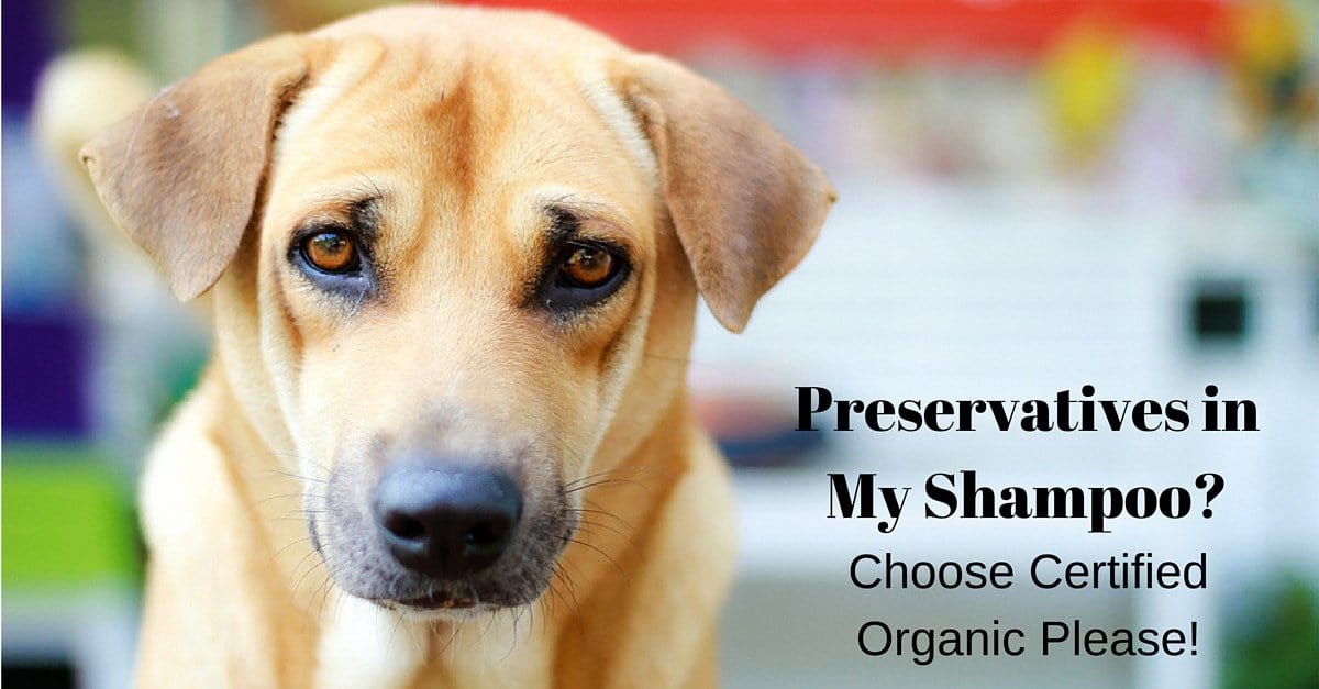 Preservatives in Pet Shampoo – 4-Legger
