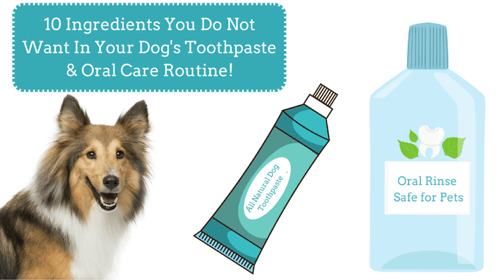 10 Ingredients You Don't Want In Your Dog's Toothpaste and Oral Care R ...
