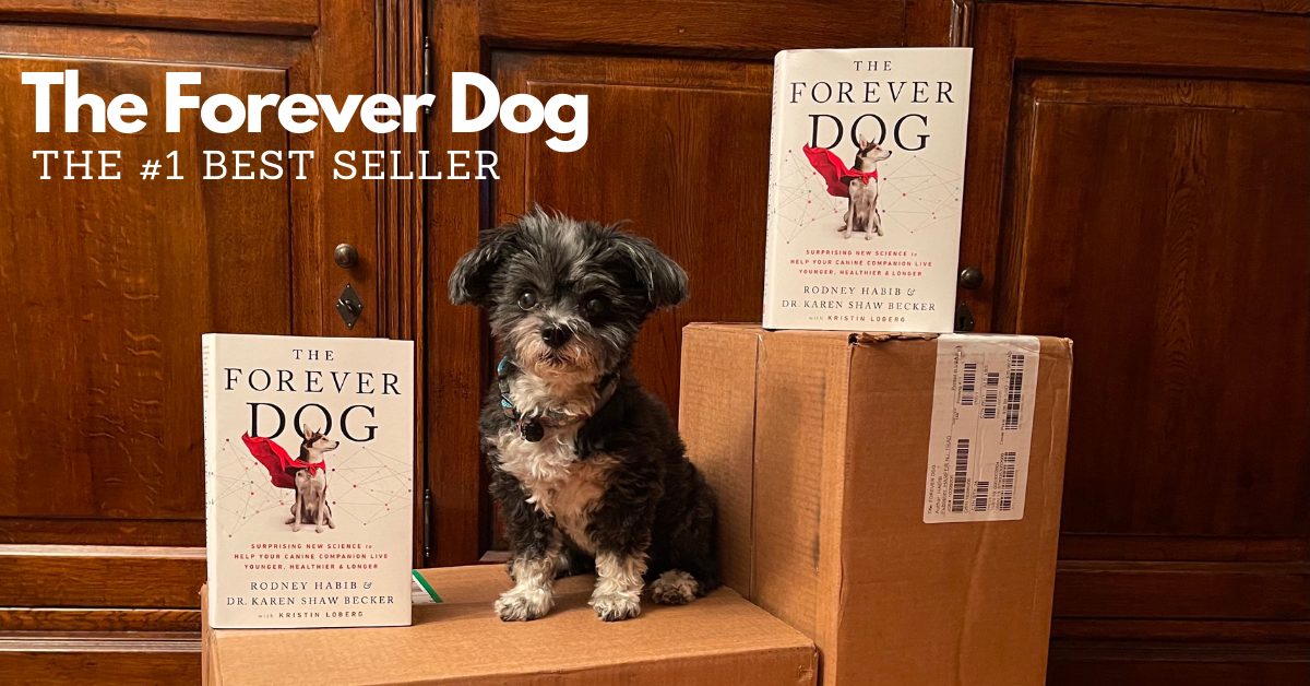 The Forever Dog: #1 New York Times Best Seller Book – 4-Legger