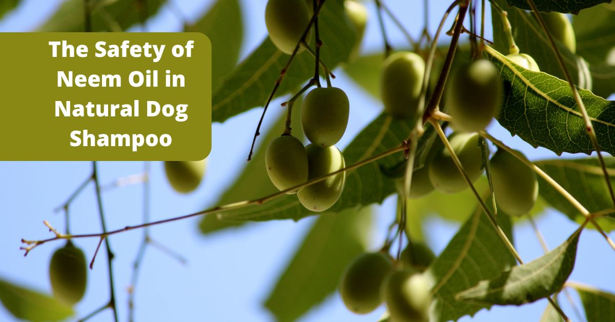 The Safety of Neem Oil in Natural Dog Shampoo: What You Need to Know ...