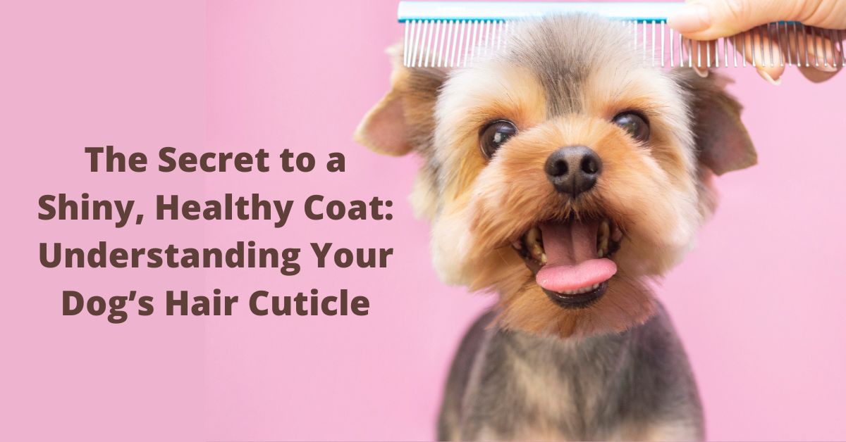 The Secret to a Shiny, Healthy Coat: Your Dog’s Hair Cuticle – 4-Legger