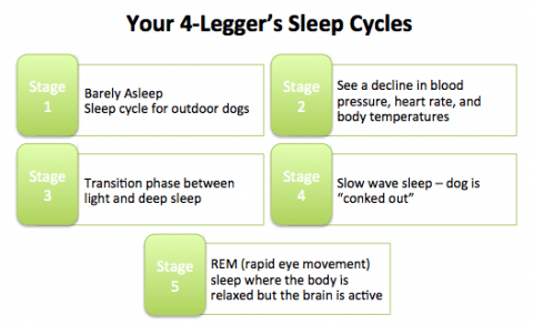 How Does Your Dog Sleep? Part 1! – 4-Legger