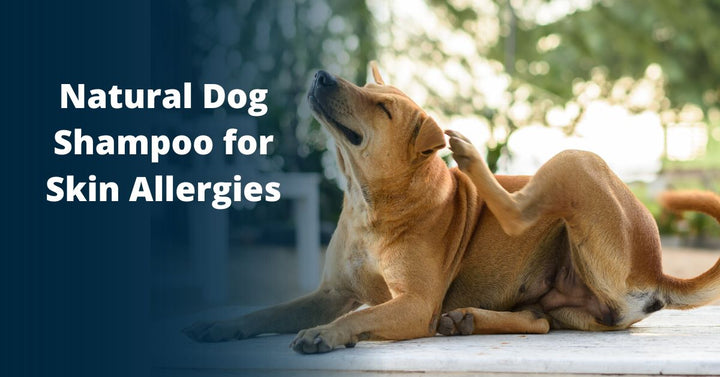 Natural Dog Shampoo for Dog Skin Allergies: Canine Atopic Dermatitis ...