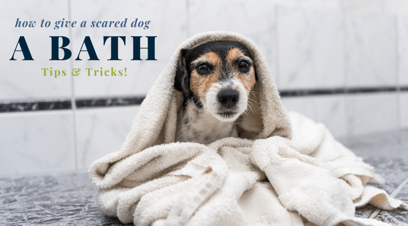 Tips on How To Give a Scared Dog a Bath – 4-Legger