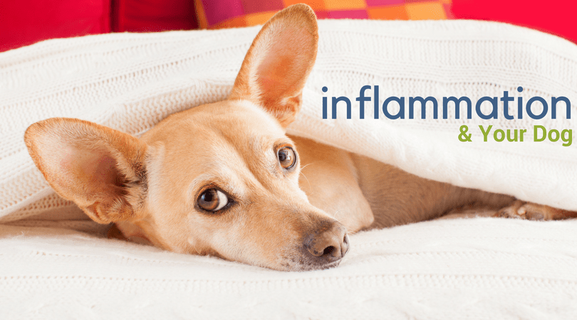 What You Need To Know About Inflammation And Your Dog – 4-Legger