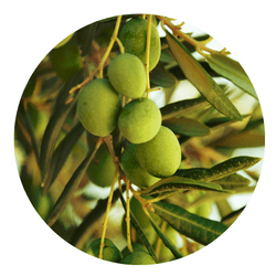 USDA Certified Organic Rose Dog Deodorizing Spray - Balance - 4-Legger